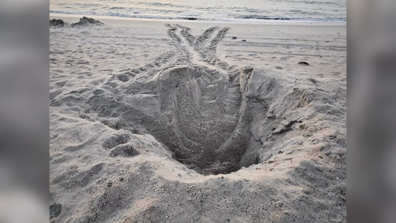 Park Service urges beach safety after finding evidence sea turtle fell ...