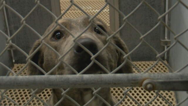 Animal shelters in the Cape Fear Area experience high capacity numbers ...