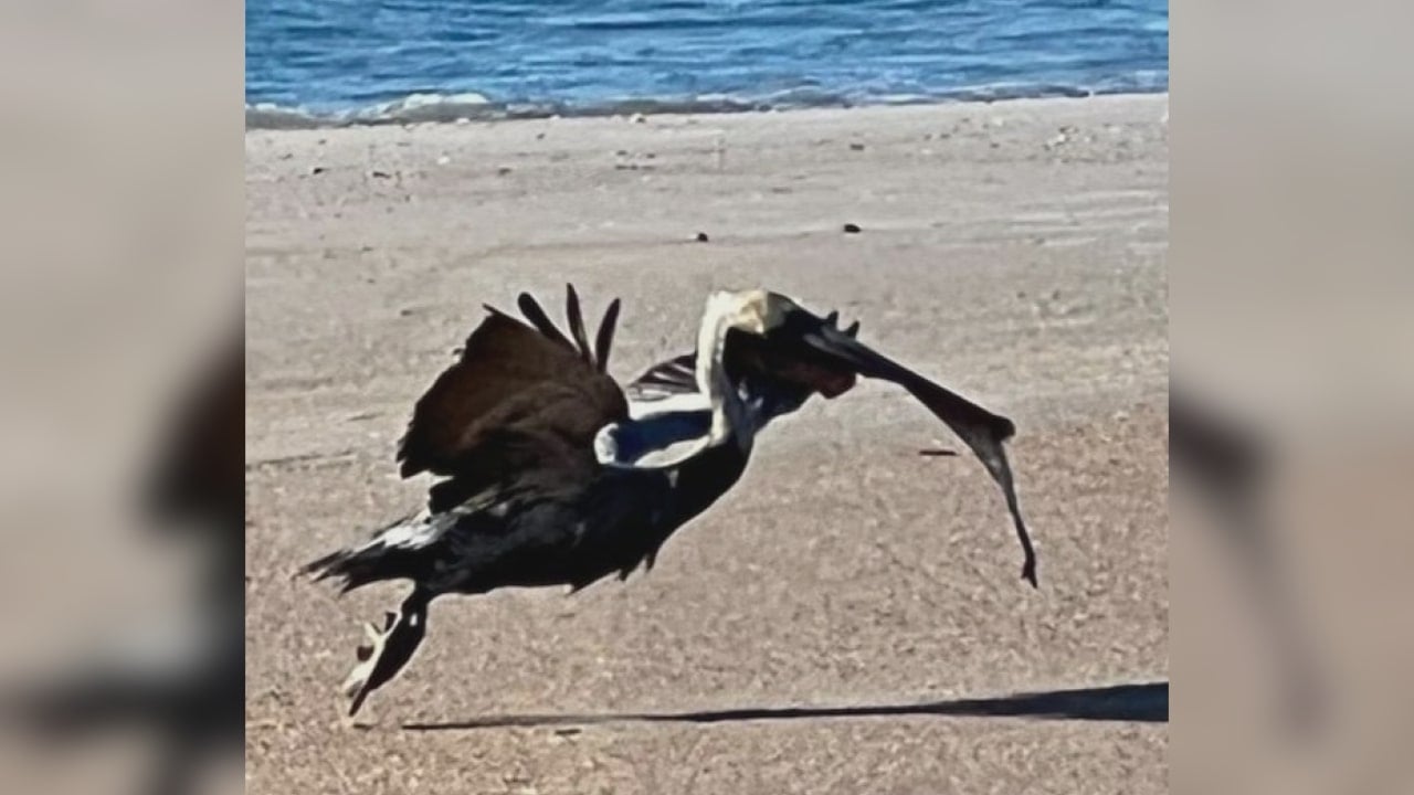 Skywatch Bird Rescue reports injured Pelican with torn pouch near ...