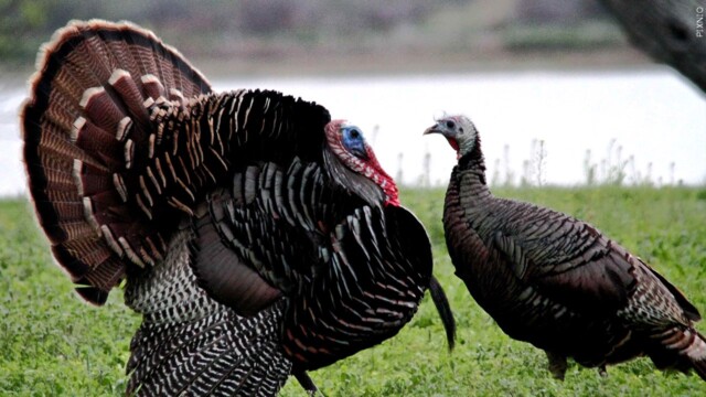 NC Wild Turkey Season begins April 1st - WWAYTV3