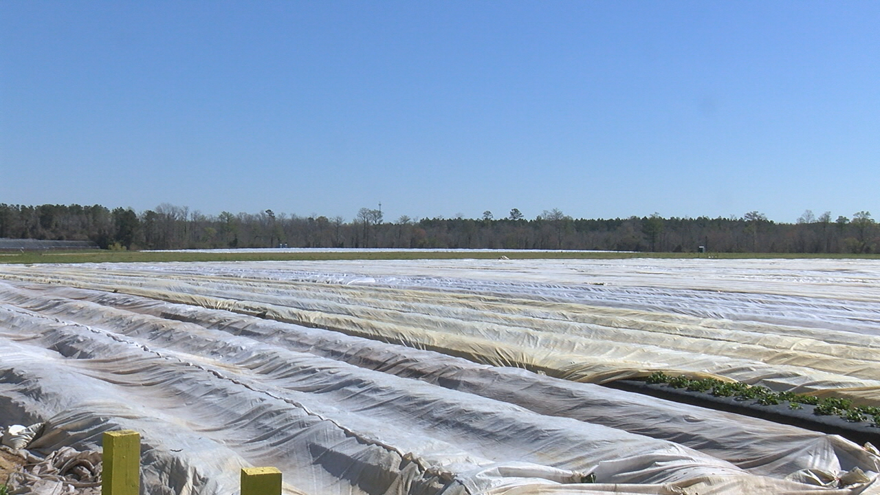 Lewis Farms preps berry plants for freezing temperatures - WWAYTV3