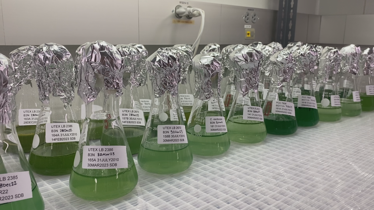 UNCW conducting algae research, Earth Week - WWAYTV3