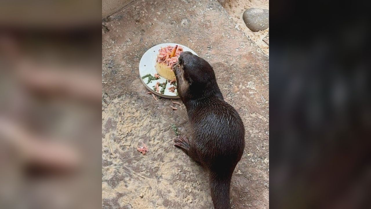 Aquarium to celebrate otter Ray on his golden birthday - WWAYTV3