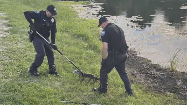 Sunset Beach police rescue small alligator with fishing lure caught in ...