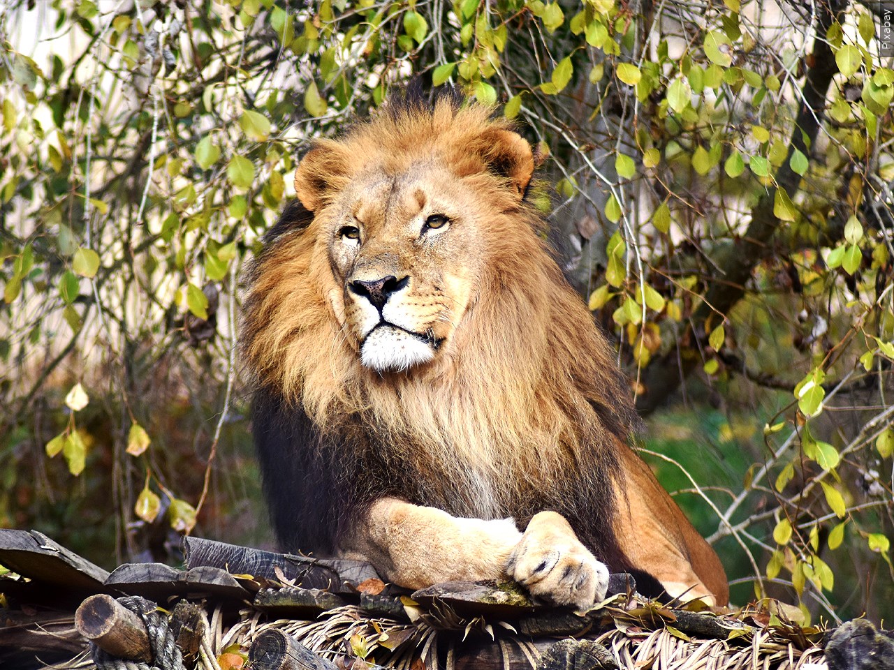 Lions maul worker to death as she went to clean cages at safari park ...