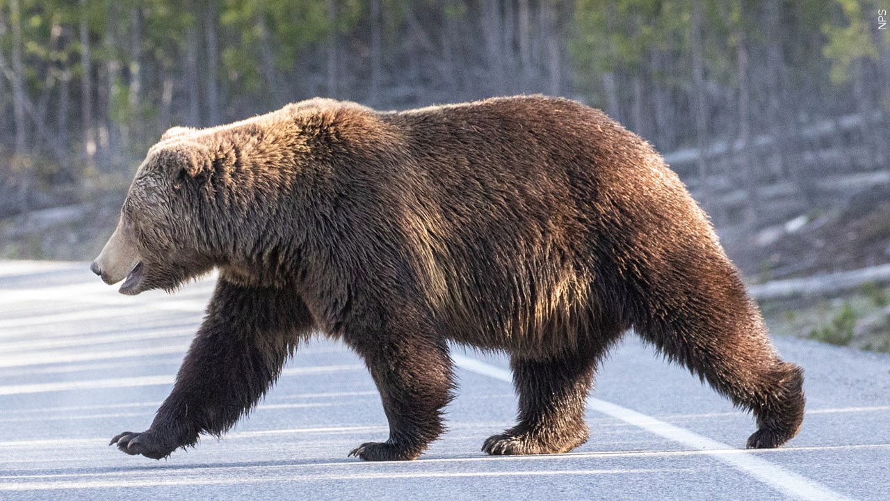 Bear living under Altadena home finally leaves, California Department ...