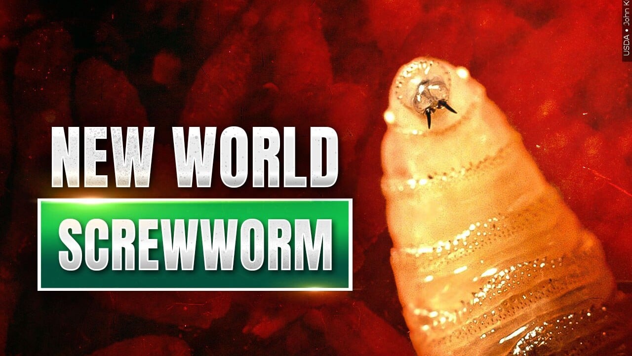 FDA clears emergency use of drug to fight screwworm infections in pets ...