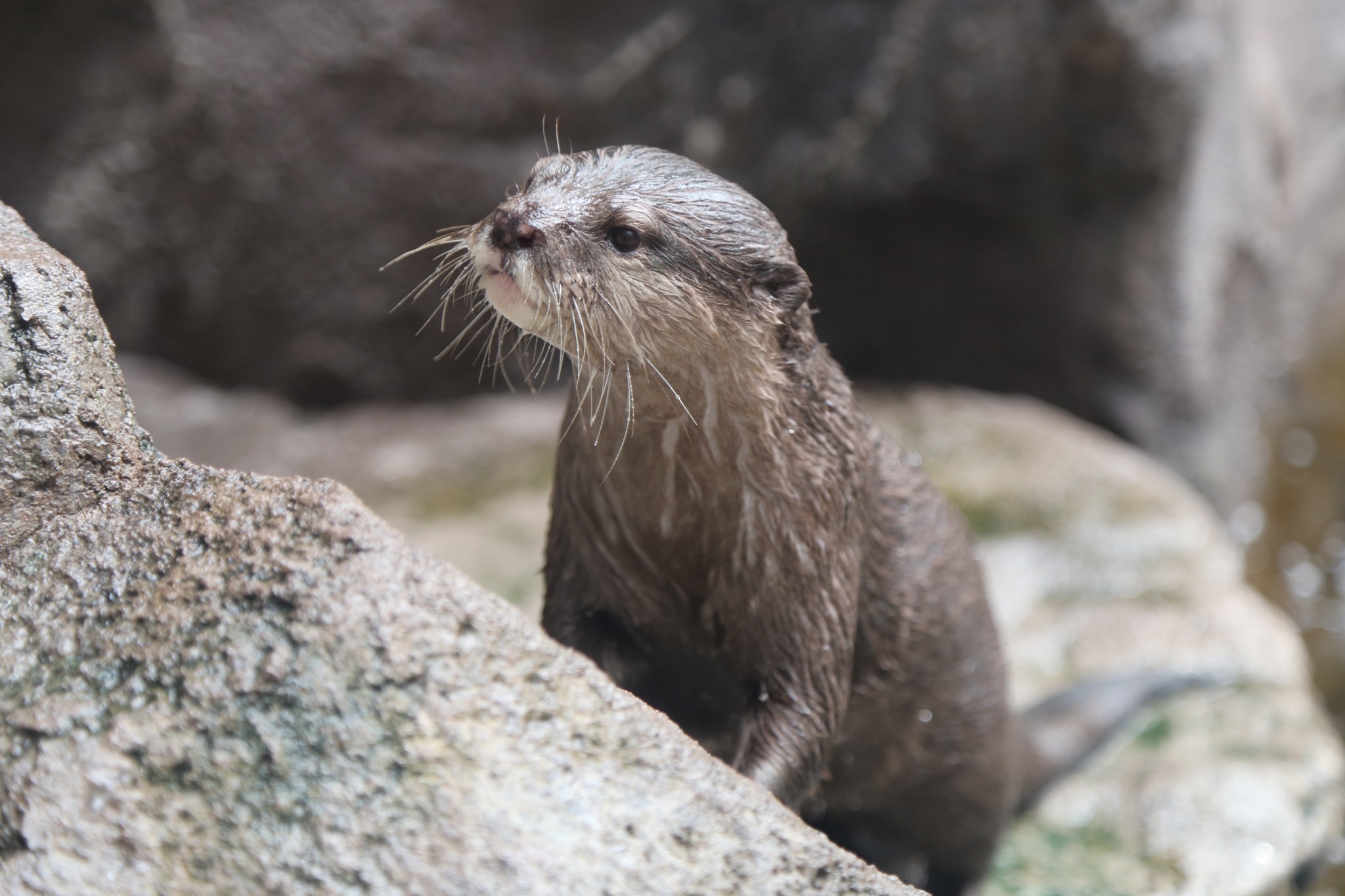 NC Aquarium at Fort Fisher announces 17-year-old otter faces declining ...