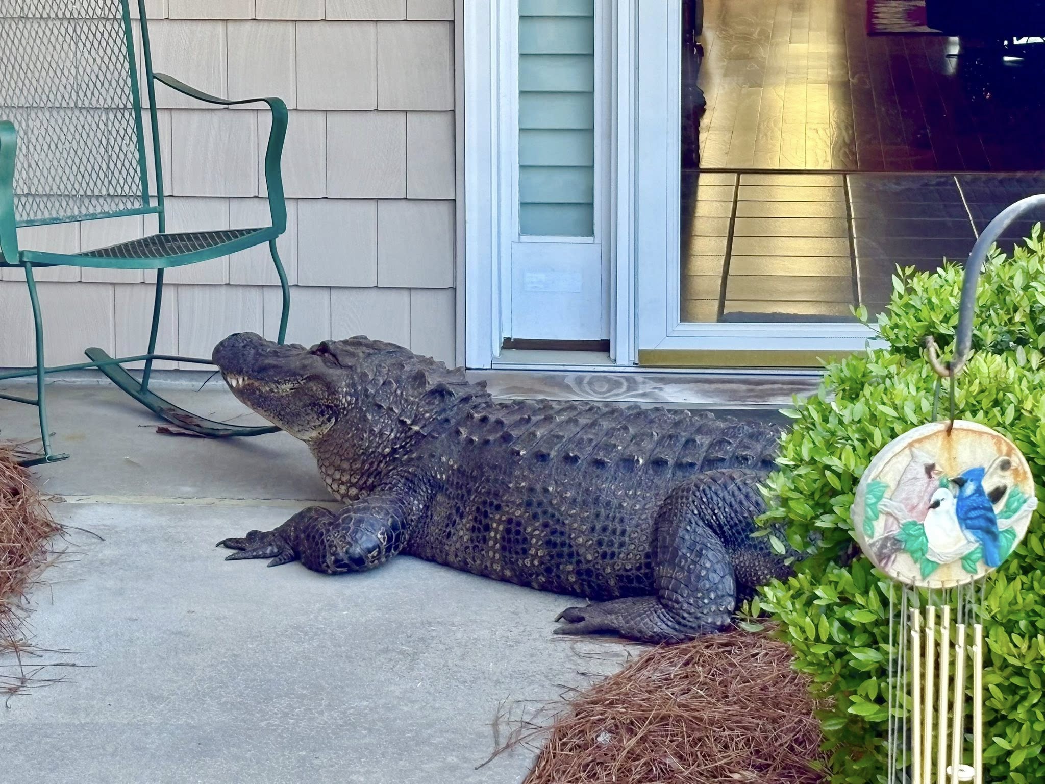 12-foot alligator relocated after wandering onto Southport driveway ...
