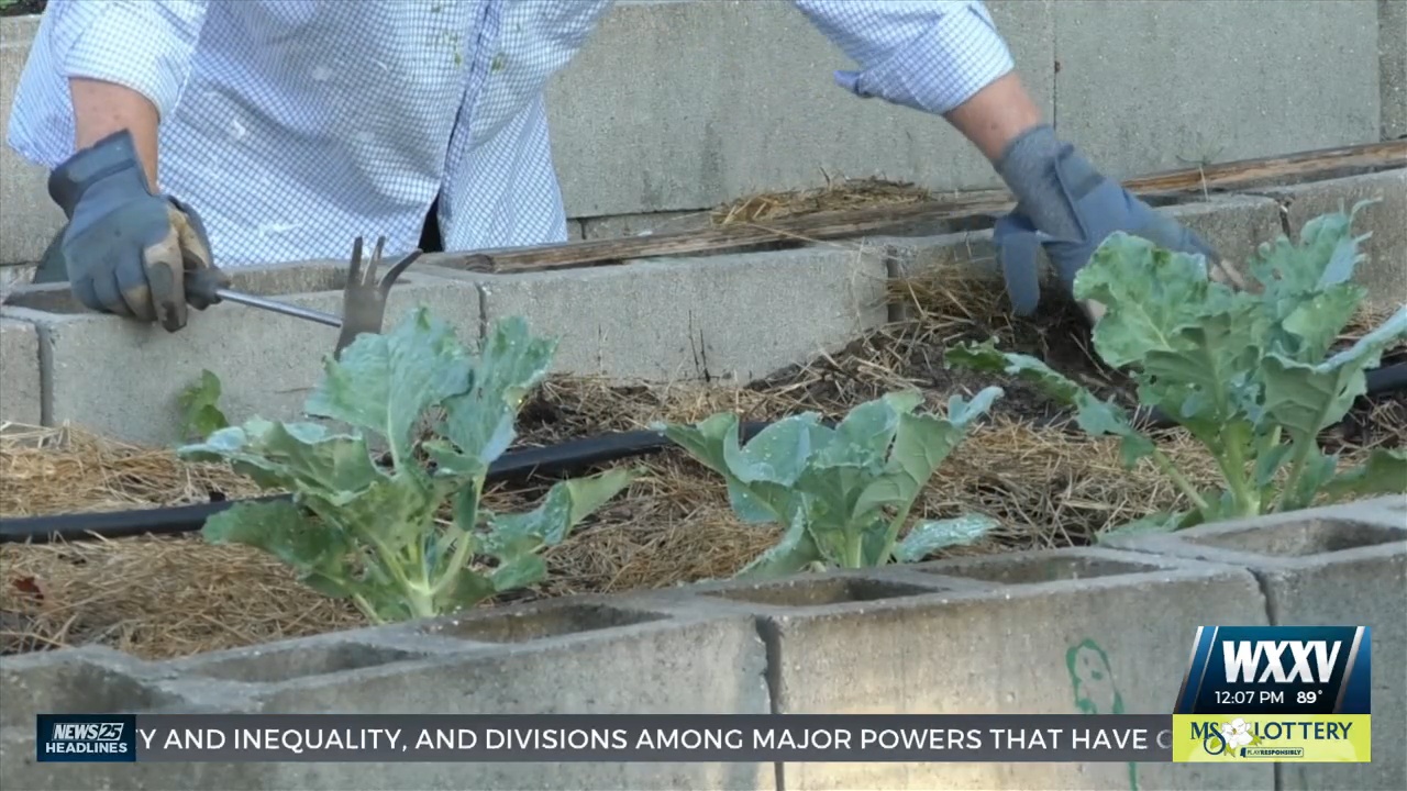 Gardening tips heading into the fall season - WXXV News 25