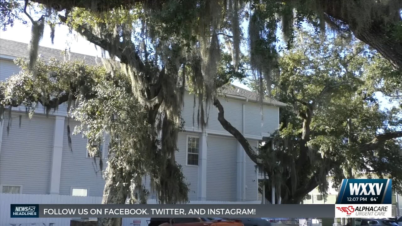 City of Biloxi launches Majestic Tree program - WXXV News 25