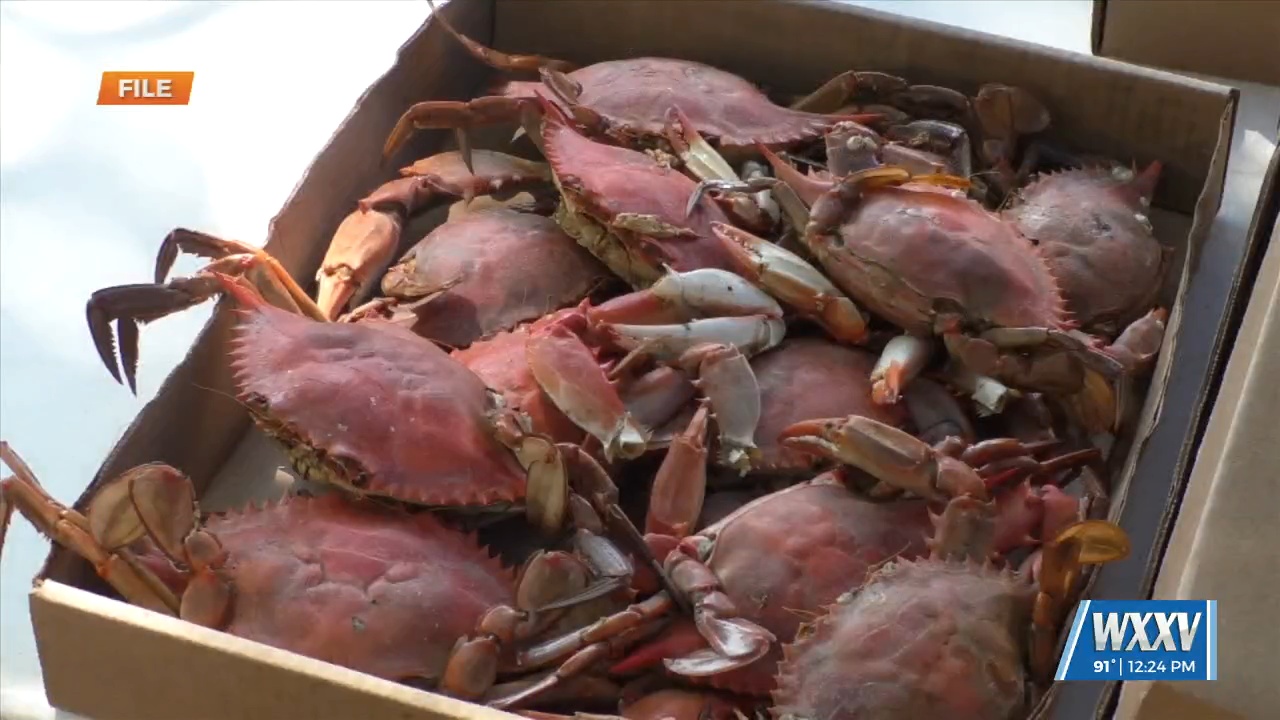 44th annual Biloxi Seafood Festival takes place Saturday