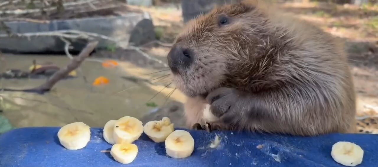 Something Wild Beaver Rescue looking to expand - WXXV News 25