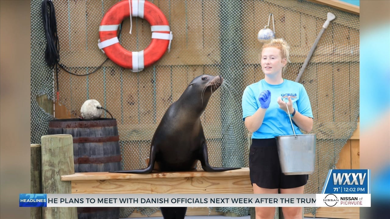 Institute for Marine Mammal Studies looking for interns - WXXV News 25