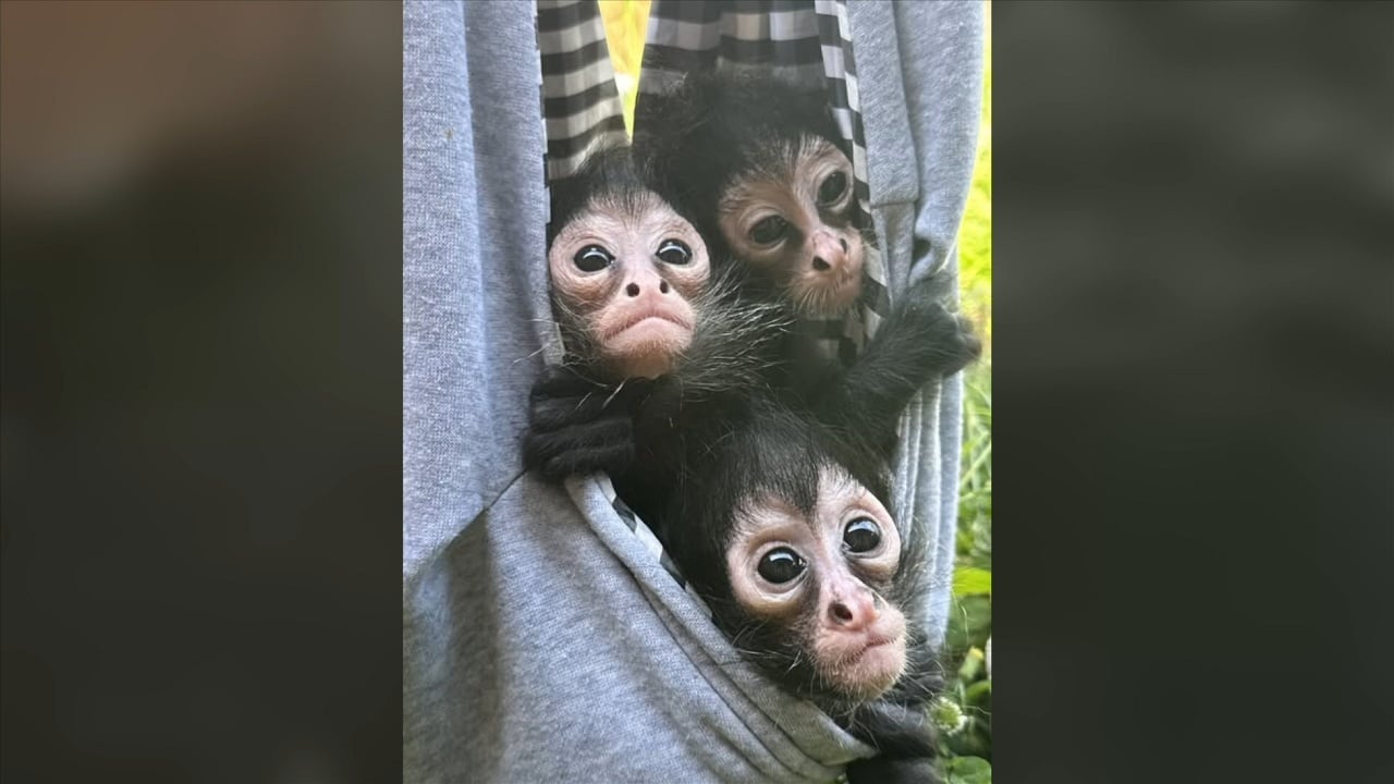Hattiesburg Zoo debuts three new spider monkeys - WXXV News 25